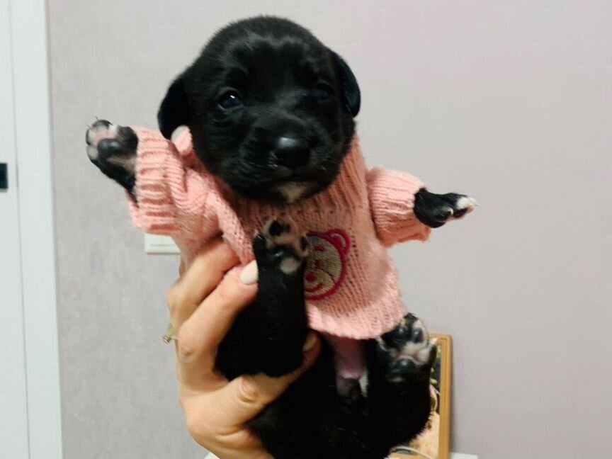 Щенки лабрадора шоколадные