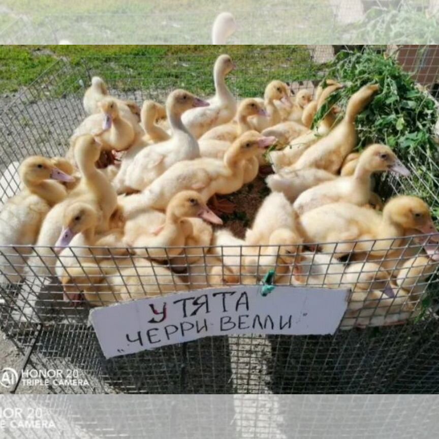 Утята Черри Велли