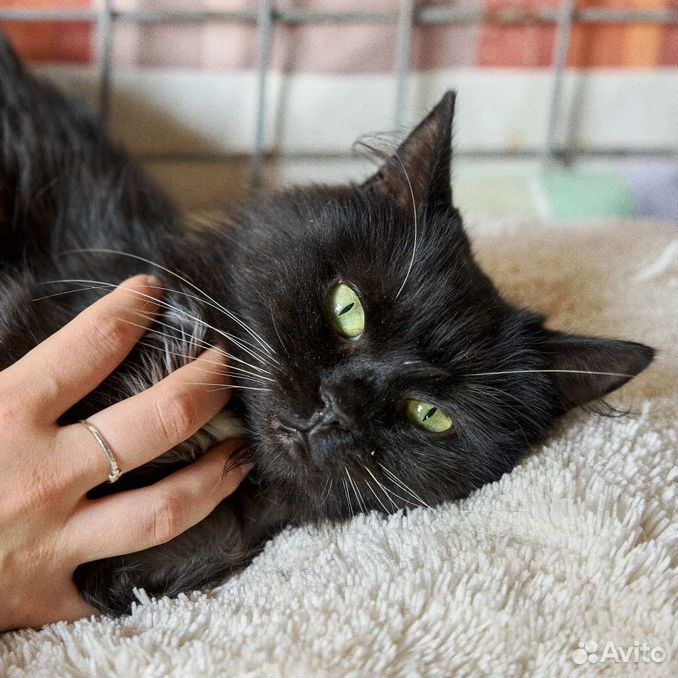 Маргаритка ищет дом