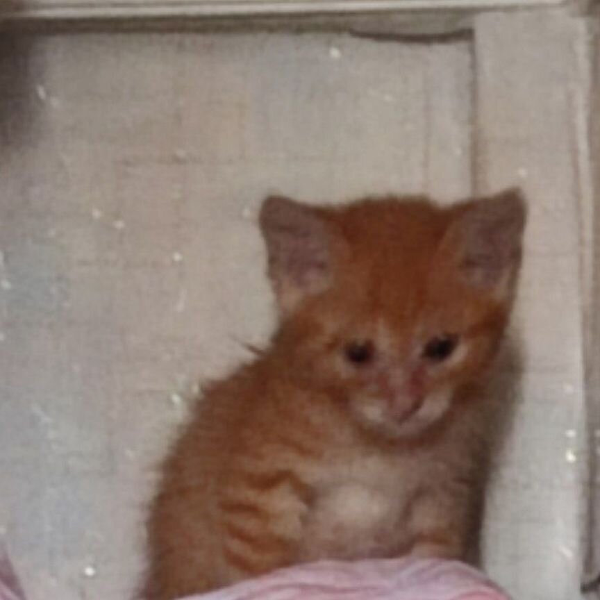 Котëнок в добрые руки