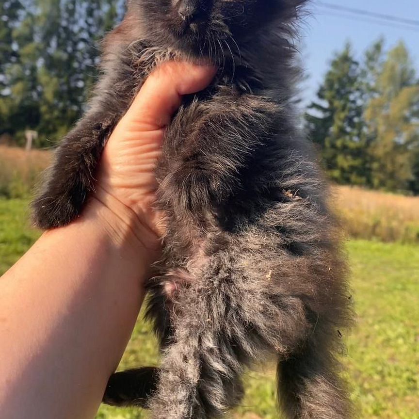 Котята в добрые руки даром