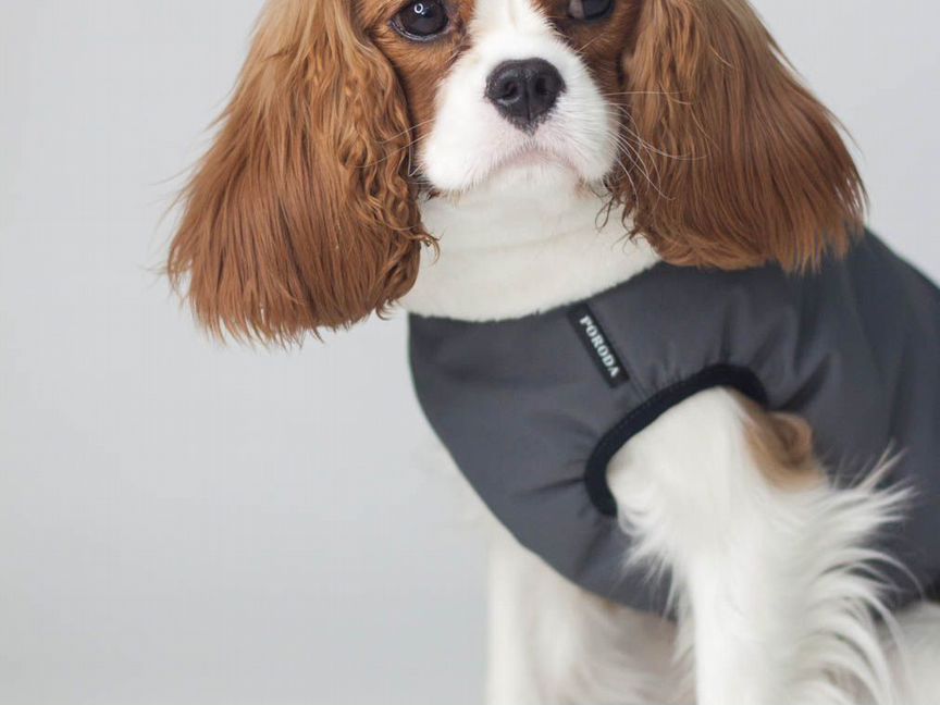 Жилетка для Кавалер Чарльз Кинг Спаниеля