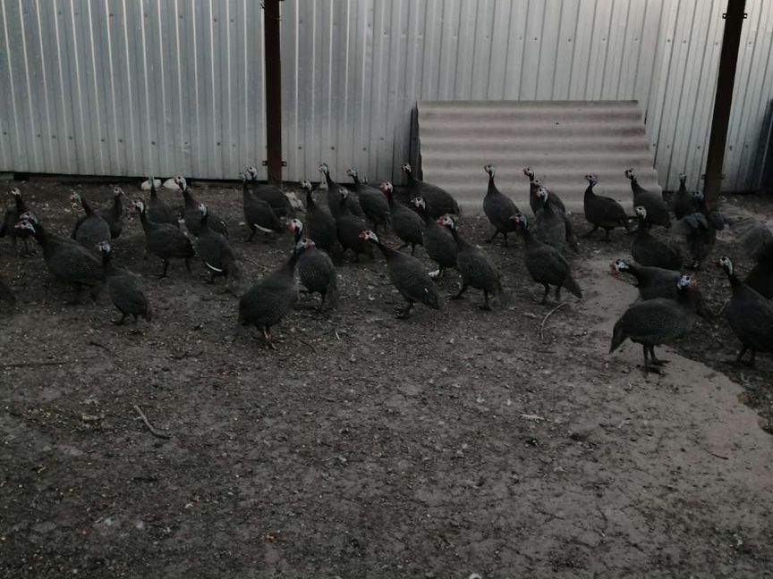 Цесарята гусята индюшата