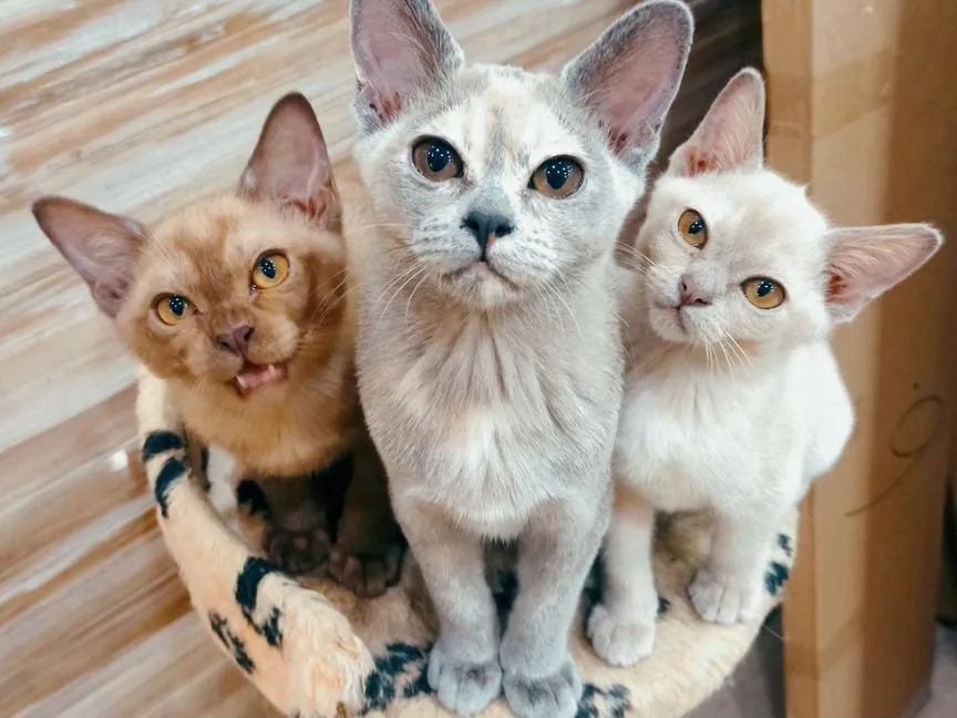 Бурманские котята