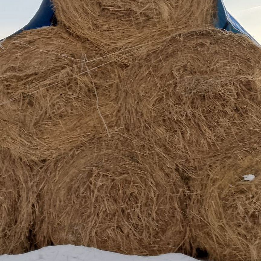 Продам сено в рулонах