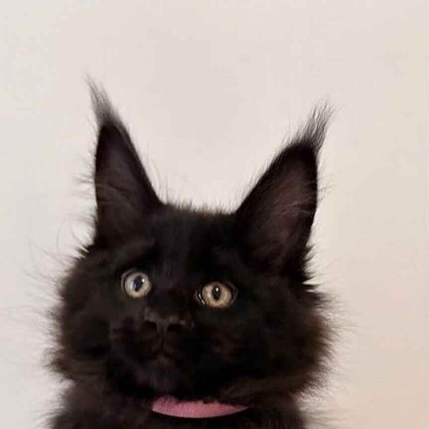 Мейн-кун котята