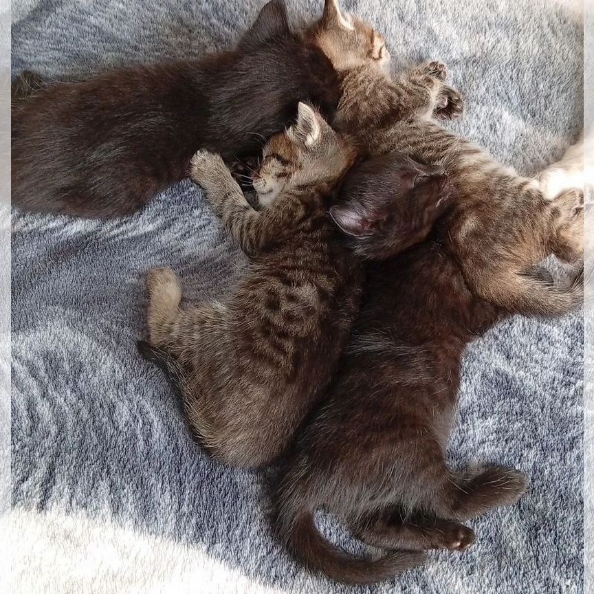 Сибирский котёнок