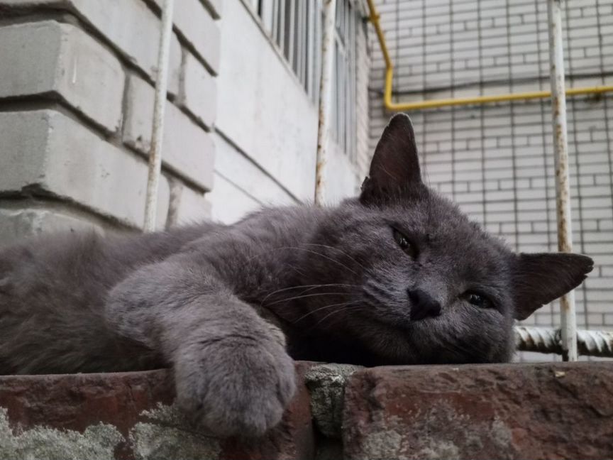 Котик по имени Бася ищет уютный дом