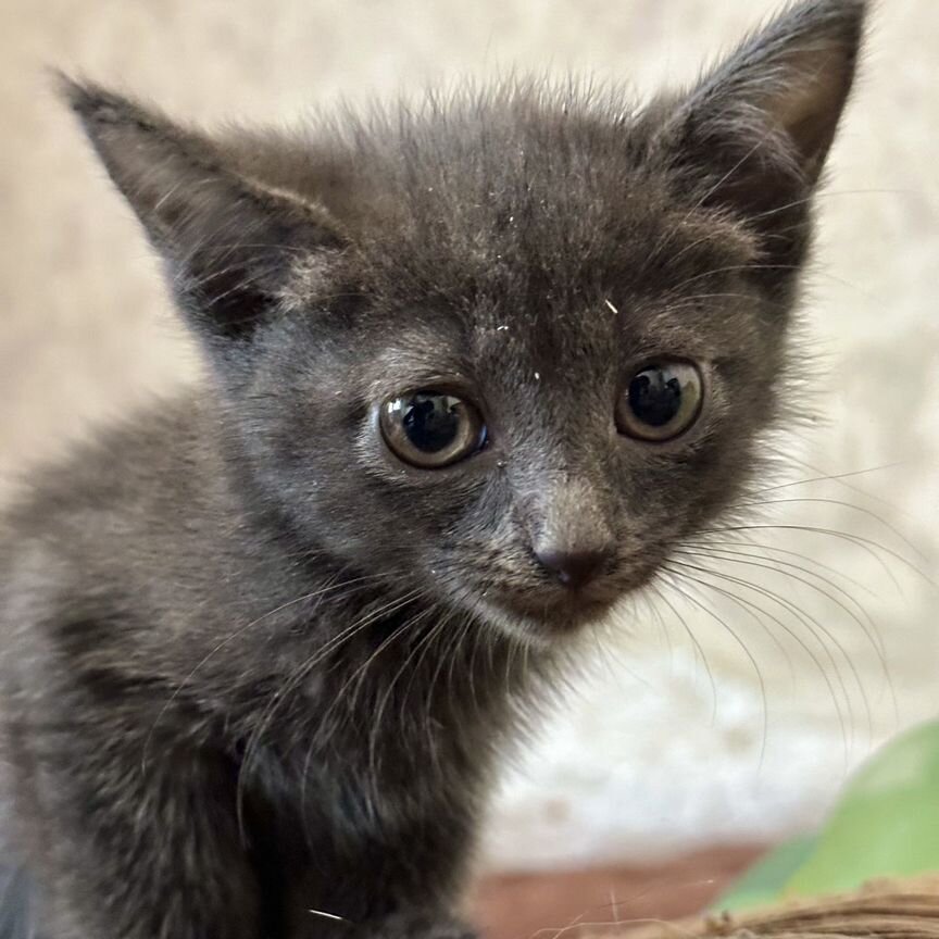 Котенок в добрые руки