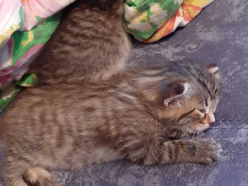 Котята в добрые руки бесплатно