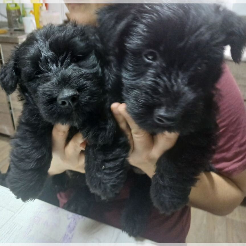 Шотландский терьер, щенок