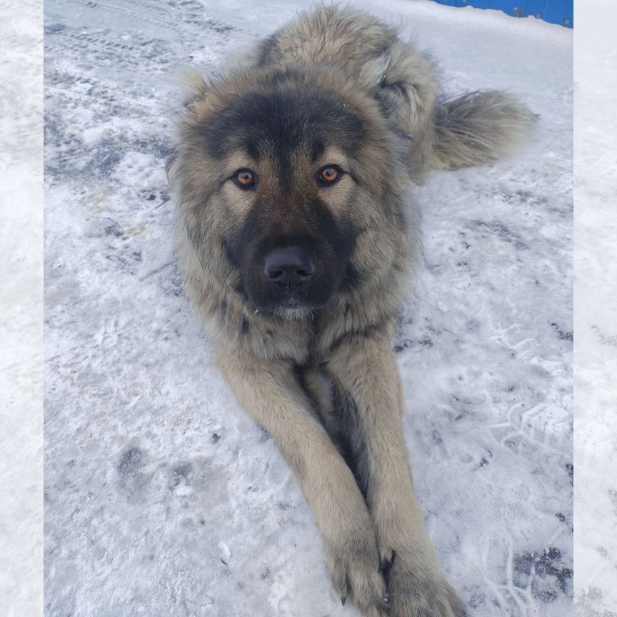 Кавказская овчарка, взрослая собака