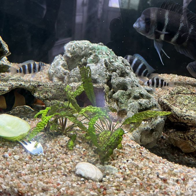 Фронтоза Бурунди