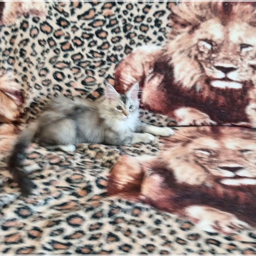 Мейн-кун котёнок