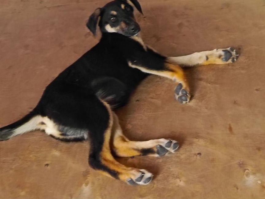 Отдам в добрые руки собачку