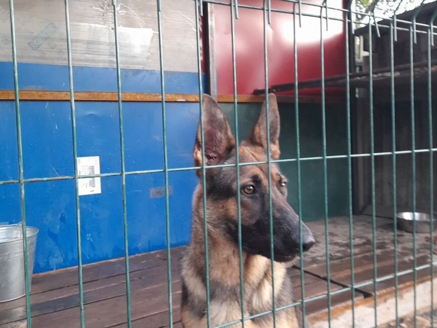 Овчарка смесь малинуа и немецкая