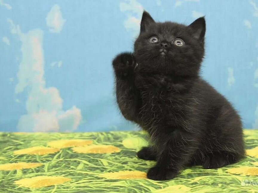 Черные британские котики