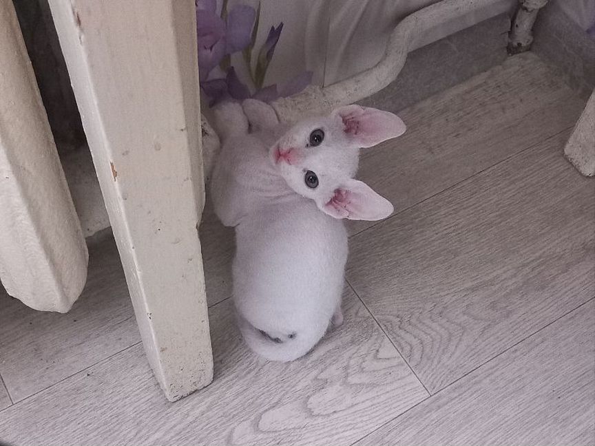 Сфинкс Браш