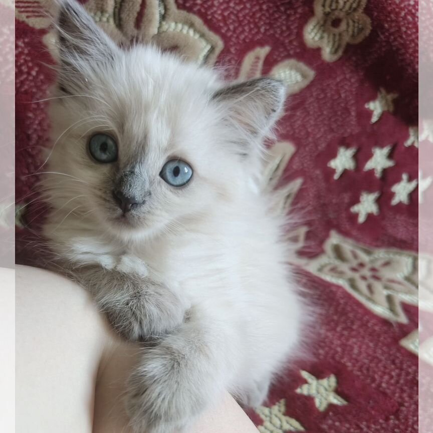 Котёнок в добрые руки