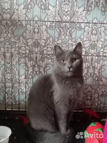 Красотка Мира ищет добрые руки и дом