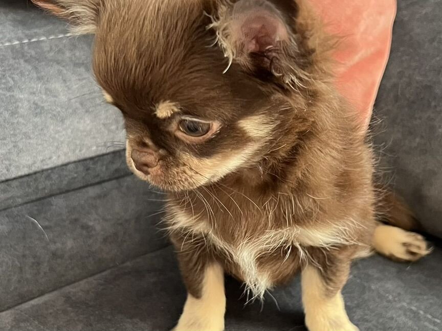 Очаровательная девочка чихуахуа