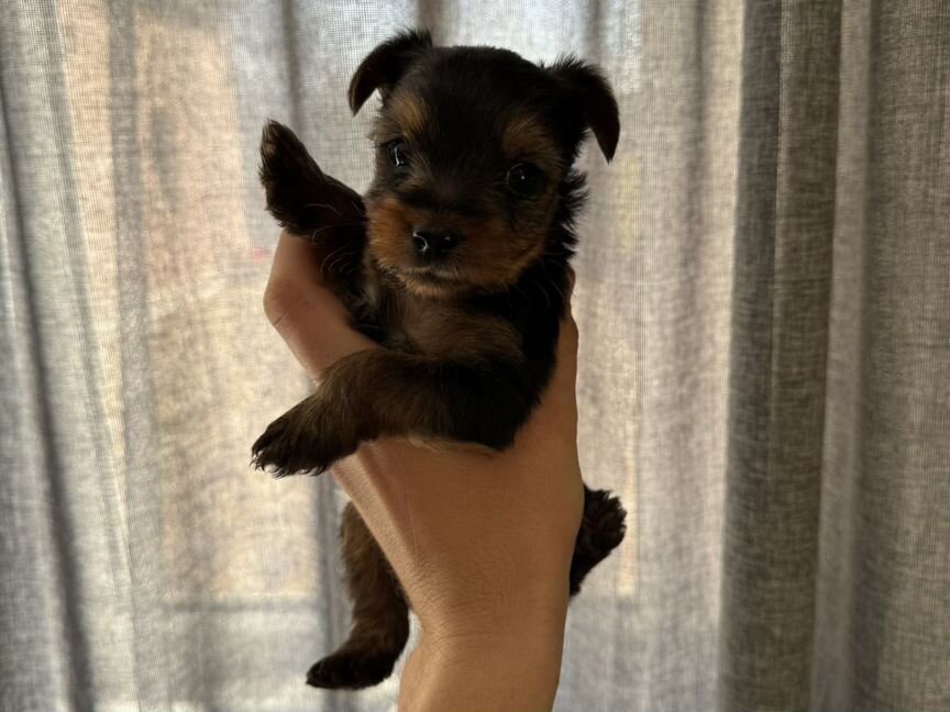 Йоркширский терьер щенки