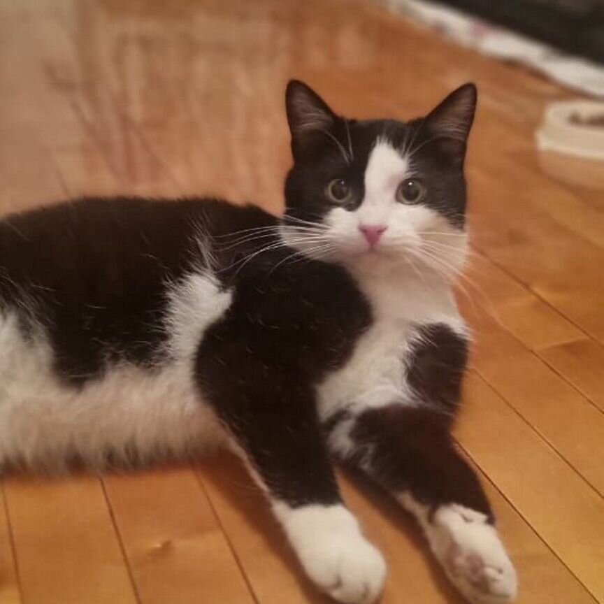Ласковый котик Максик