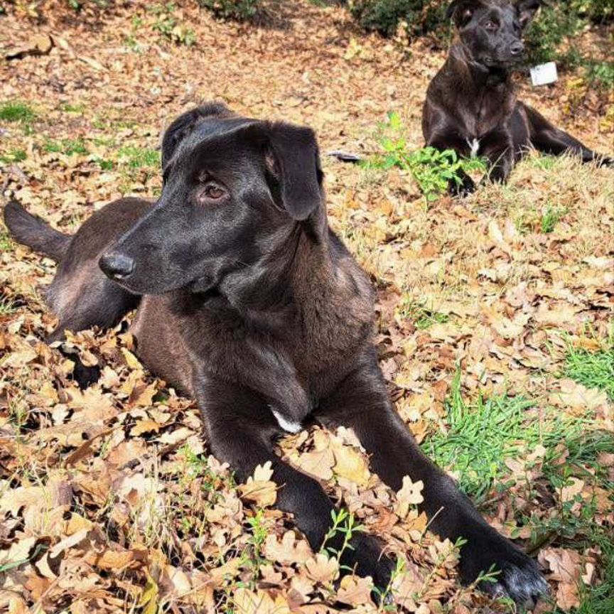 Щенок мальчик