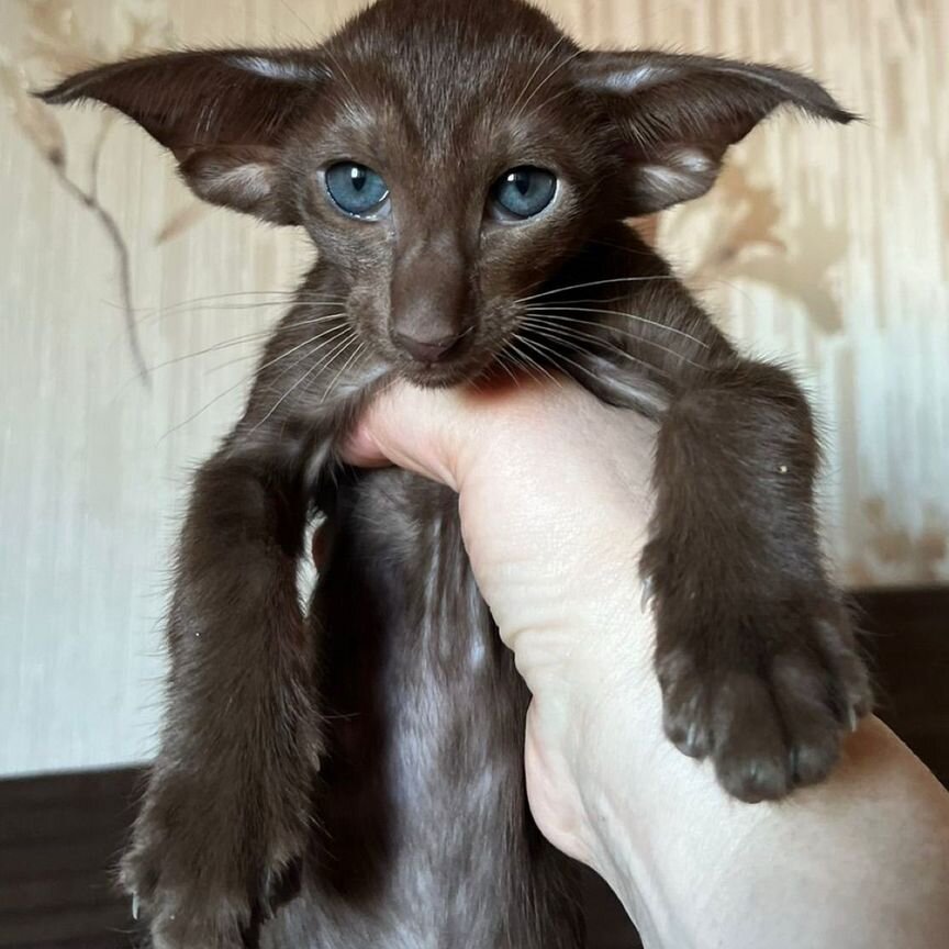 Ориентальный котёнок