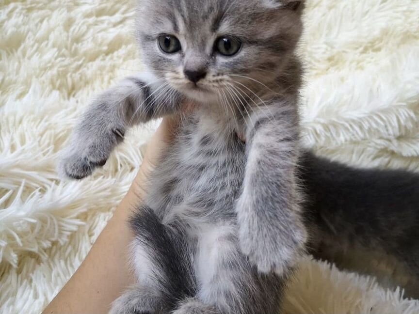 Шотландские элитные супер котята