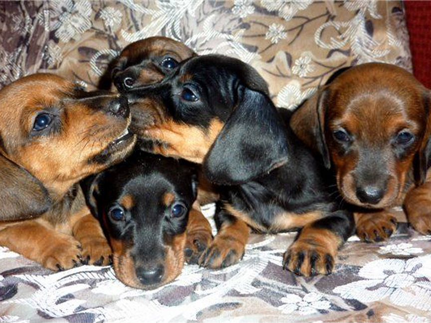 Целый метр счастья.щенки карликовой мини таксы