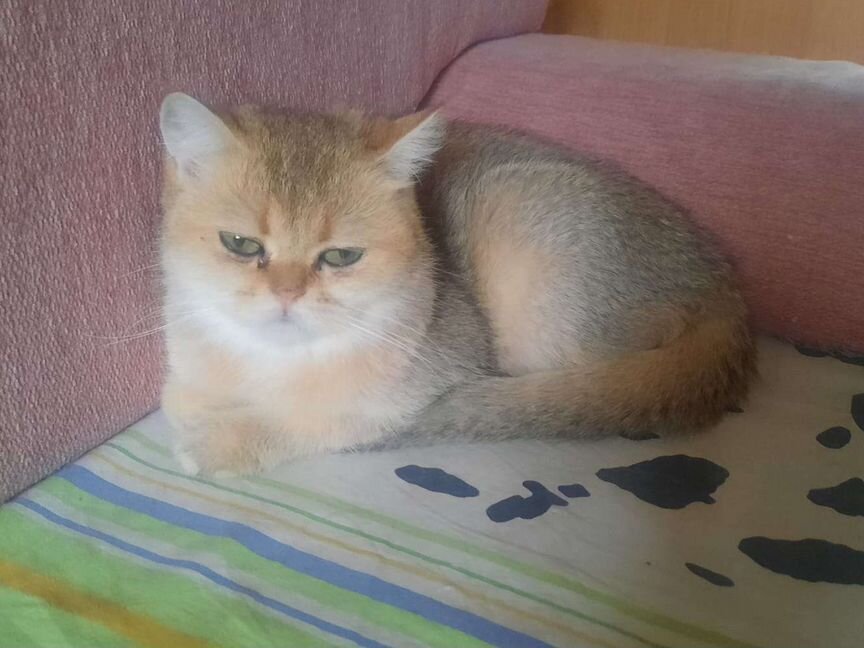 Золотая британкая кошечка