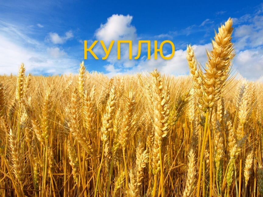 Пшеница