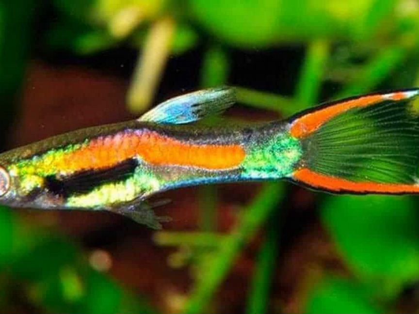Гуппи Эндера