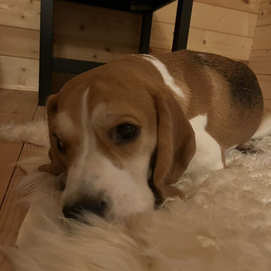 Бигль в добрые руки