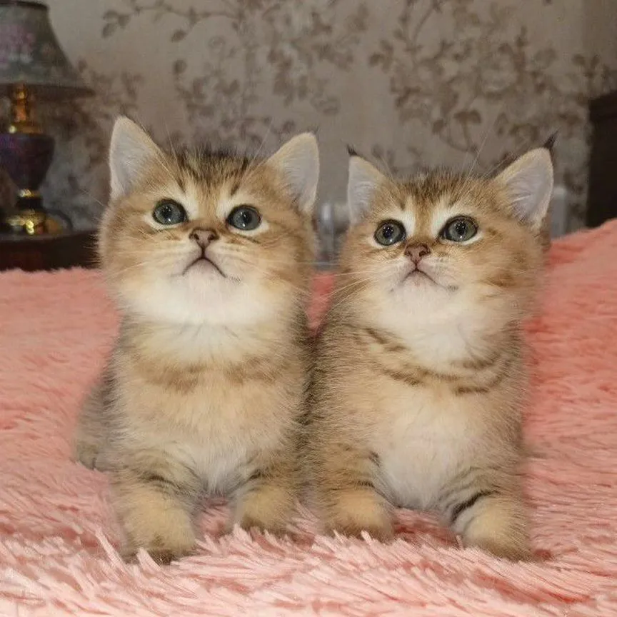 Шиншилловые золотые котодетки скоттиш страйт