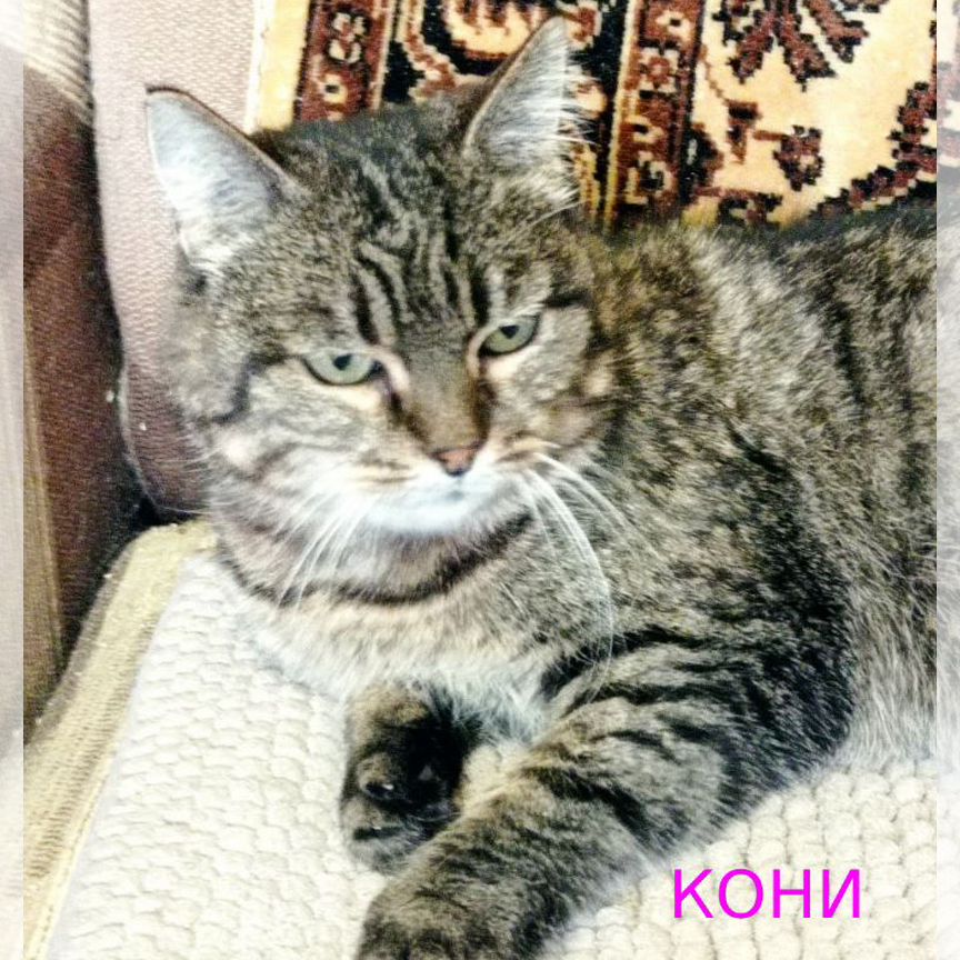 Кони из зоны сво хочет найти новый дом