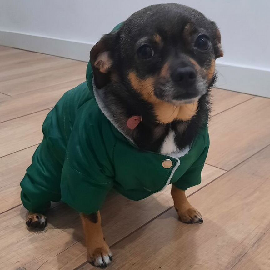 Русский той-терьер, взрослая собака