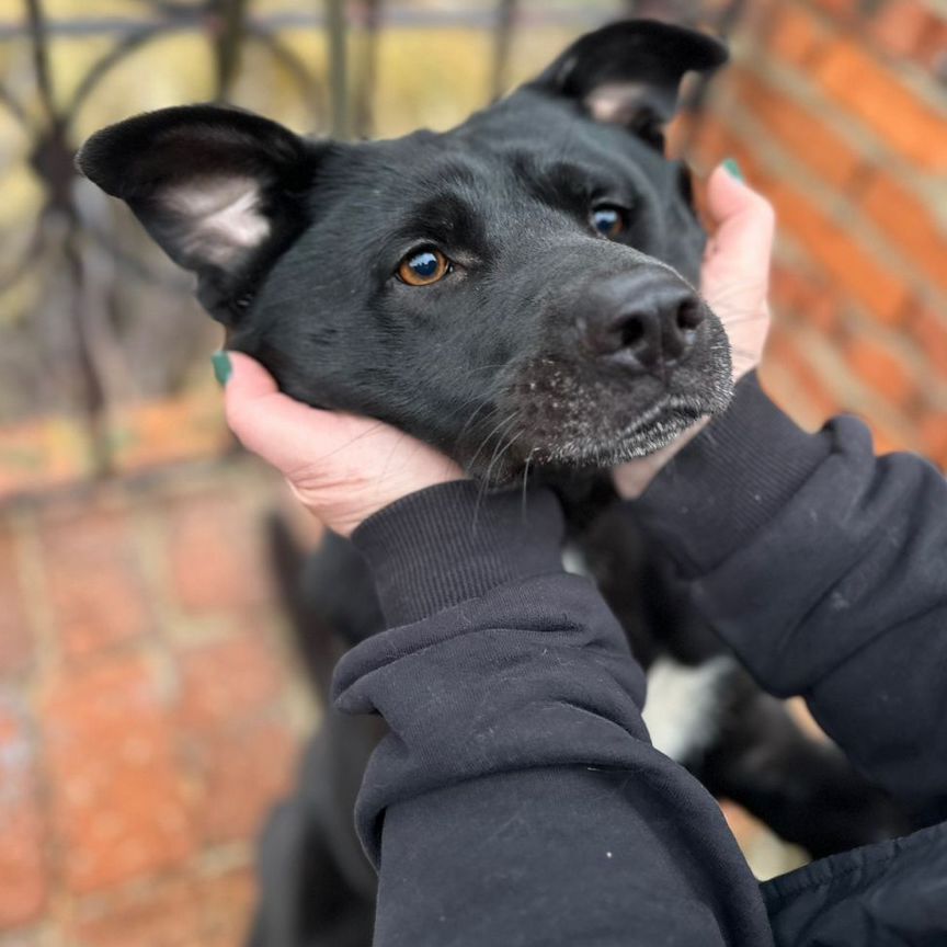 Взрослый пёс в добрые руки