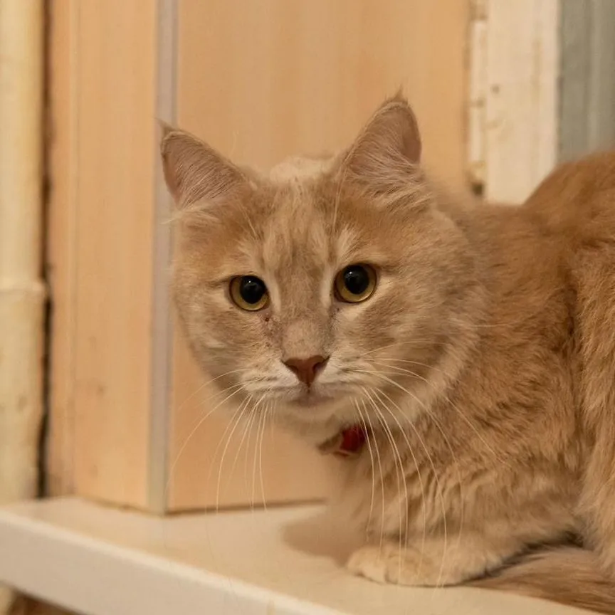 Котик в добрые руки