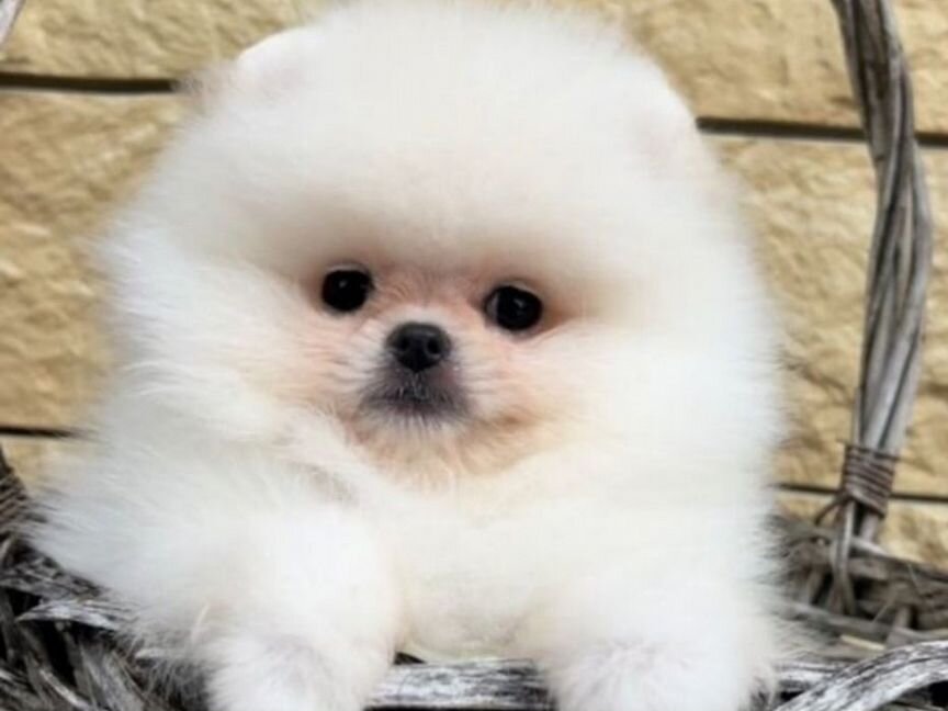 Померанский шпиц мини мишка