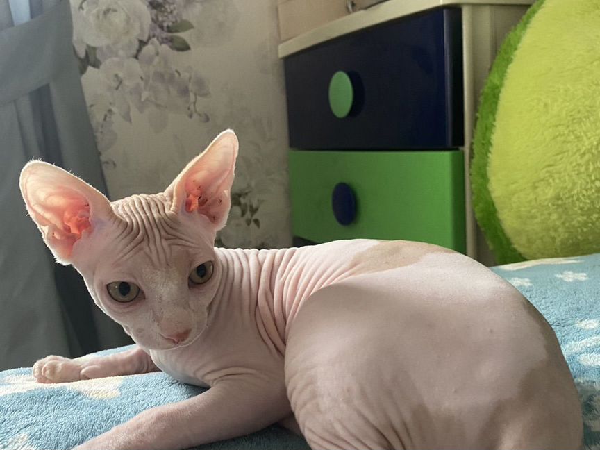 Котята сфинкс
