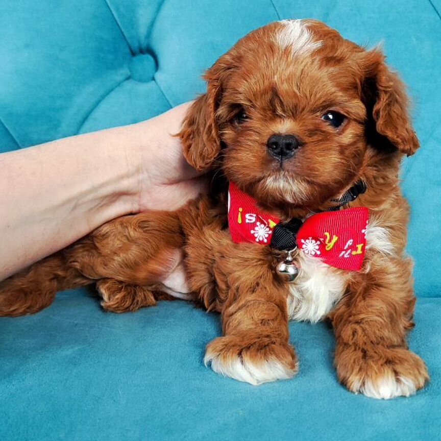 Мальтипу, щенок