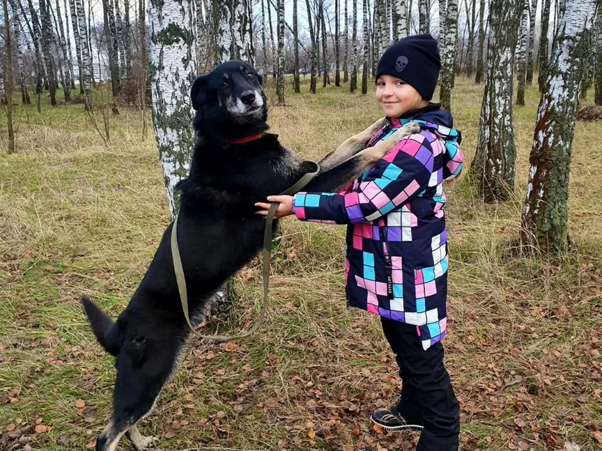 Взрослый Вжик из приюта ищет дом