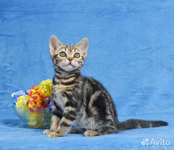 Американская короткошерстная кошка