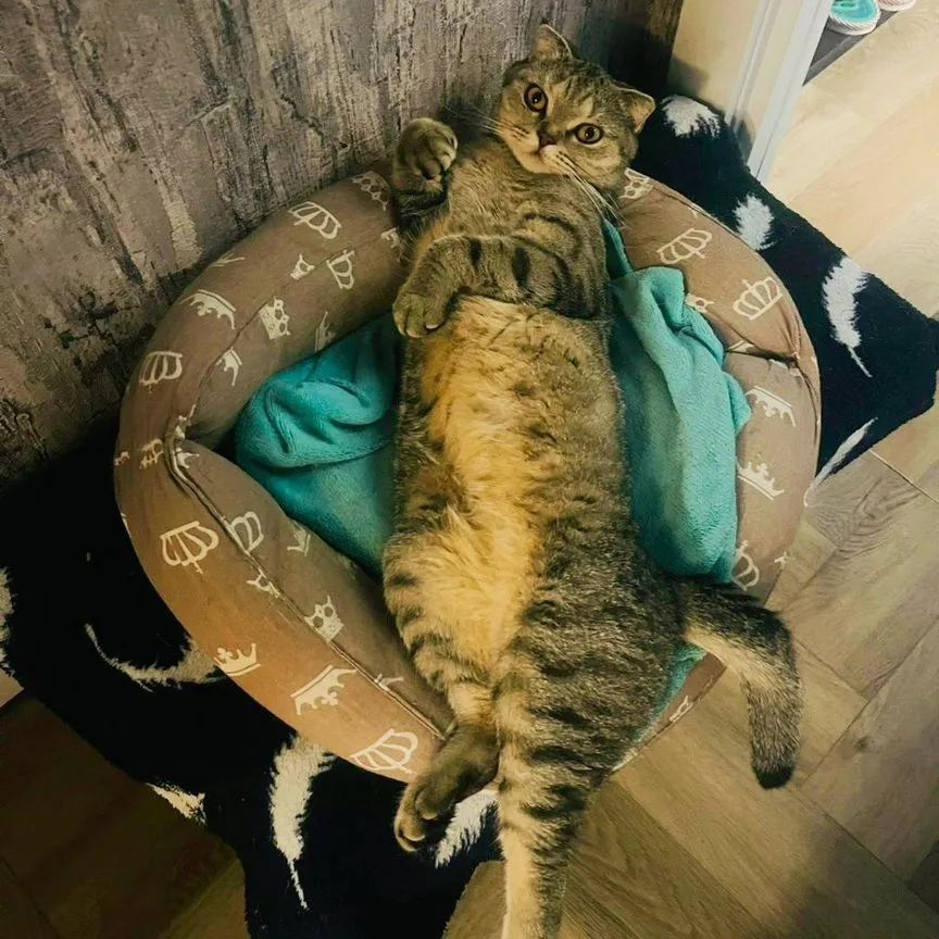 Шотландская кошка