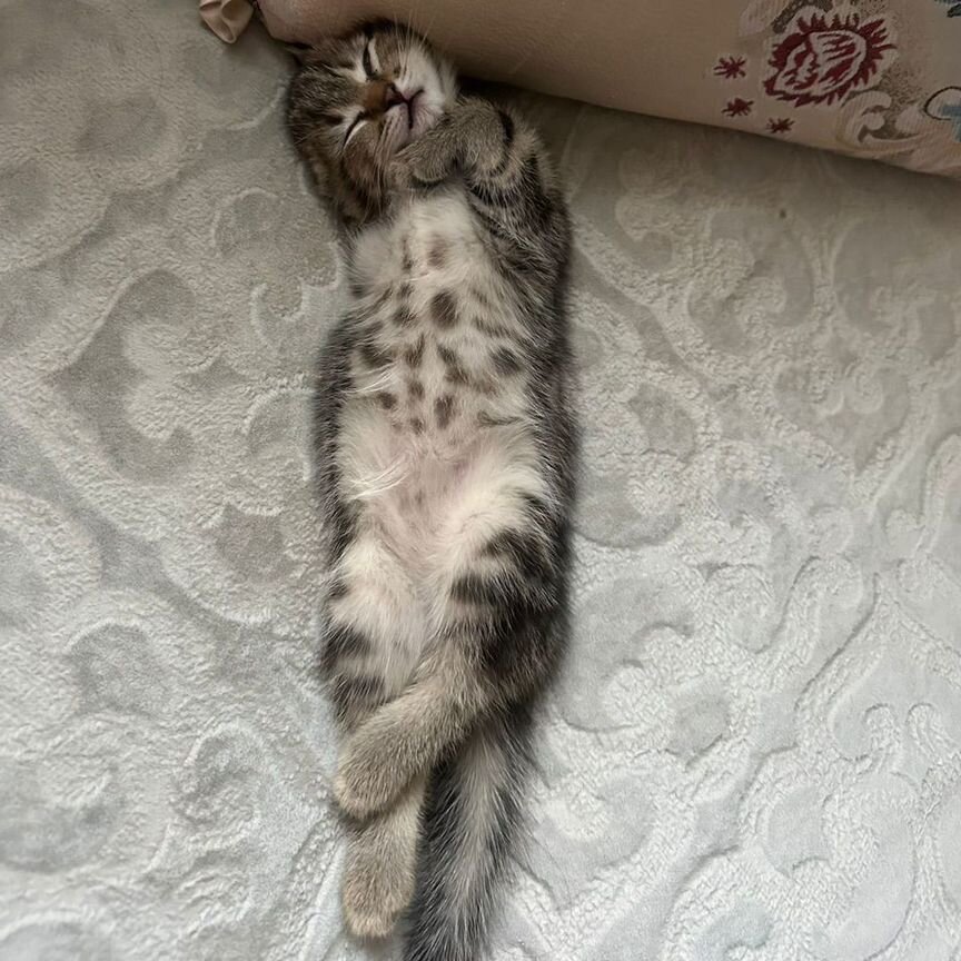 Шотландские вислоухий
