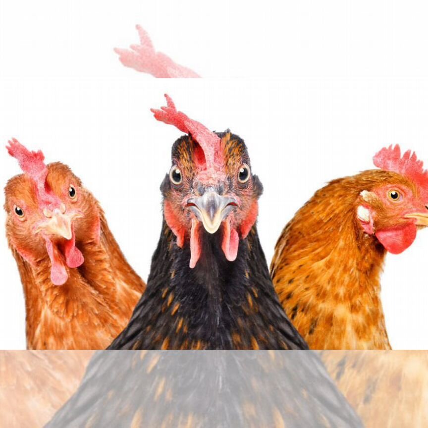 Куры несушки домашние