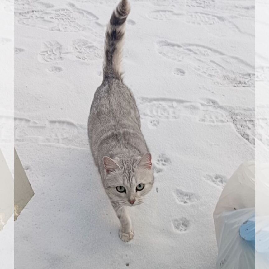 Русская голубая, взрослая кошка