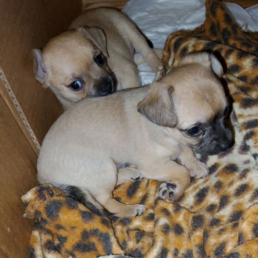 Мини тойчики ждут новых мам и пап